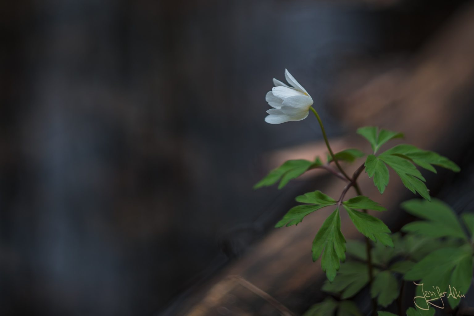 Erfahrungsbericht: Helios 58mm F2.0 - mit Swirly Bokeh - Reiseblog ...