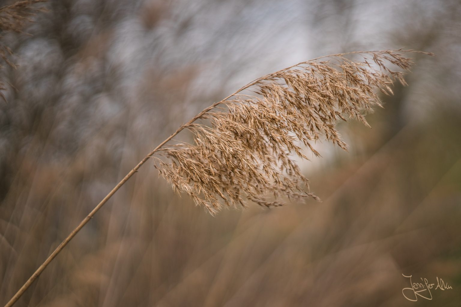 Erfahrungsbericht: Helios 58mm F2.0 - mit Swirly Bokeh - Reiseblog ...