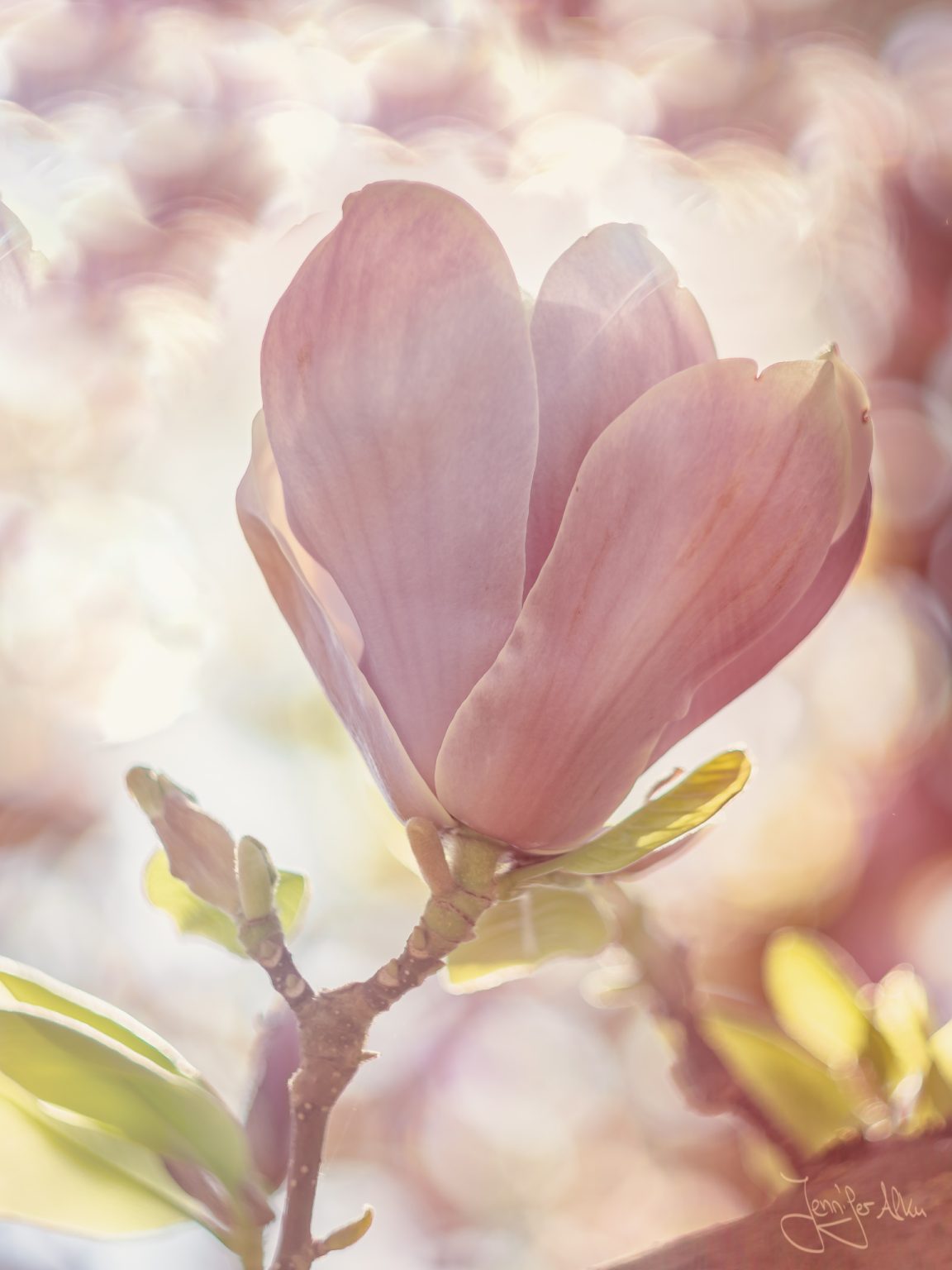 Erfahrungsbericht: Helios 58mm F2.0 - mit Swirly Bokeh - Reiseblog ...