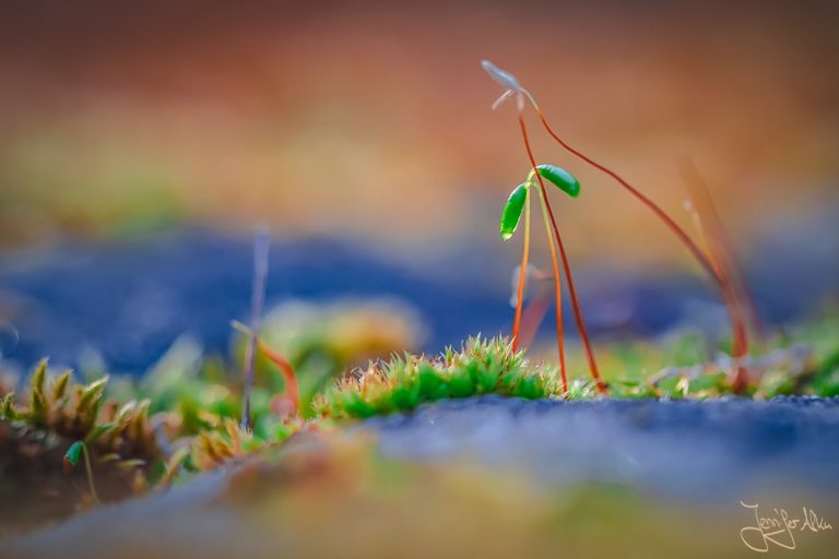 23 Makrofotografie Tricks - Reiseblog Jennifer Alka Photography